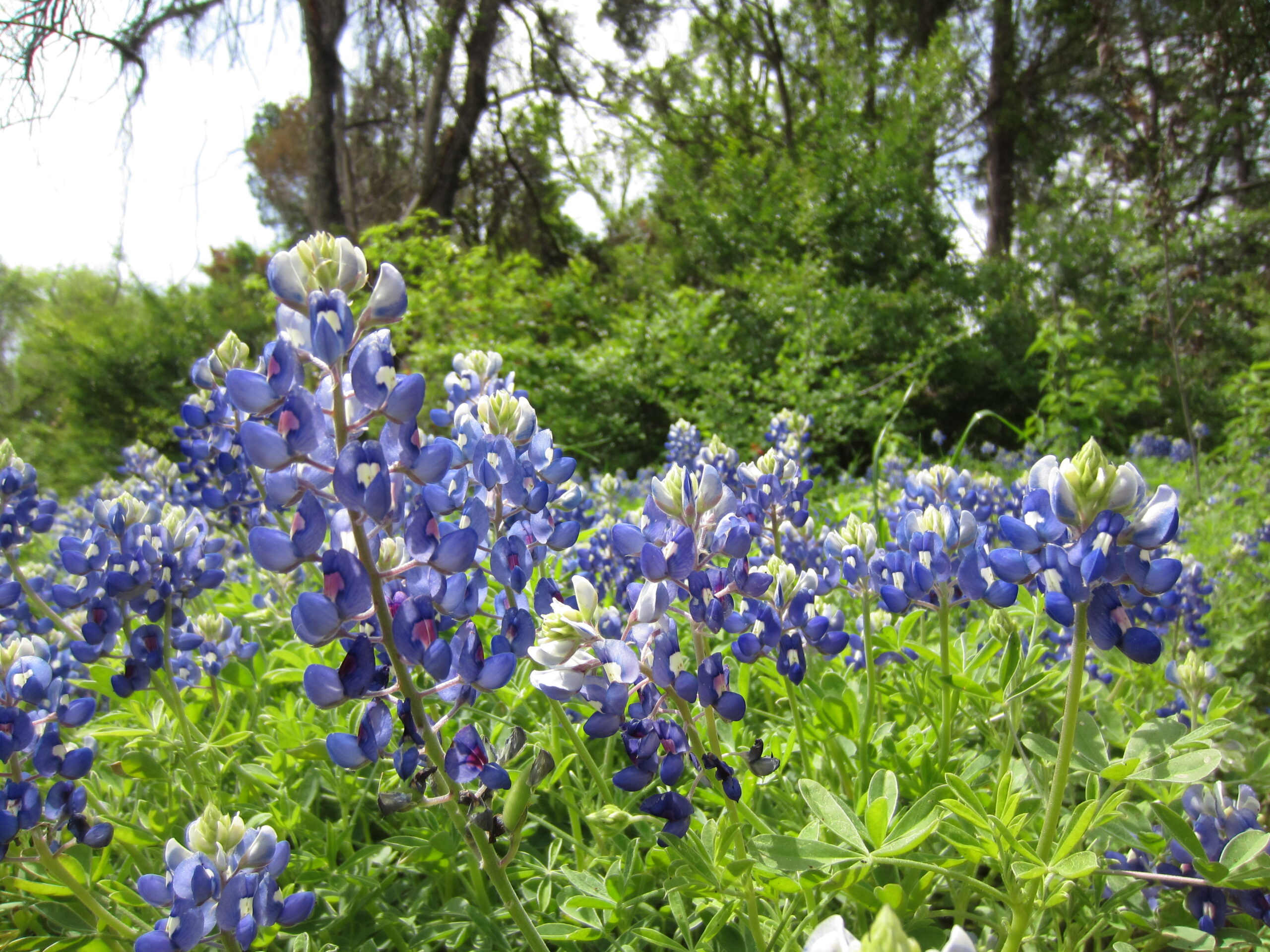 Where to Find Bluebonnets Around Dallas | Dallas Socials